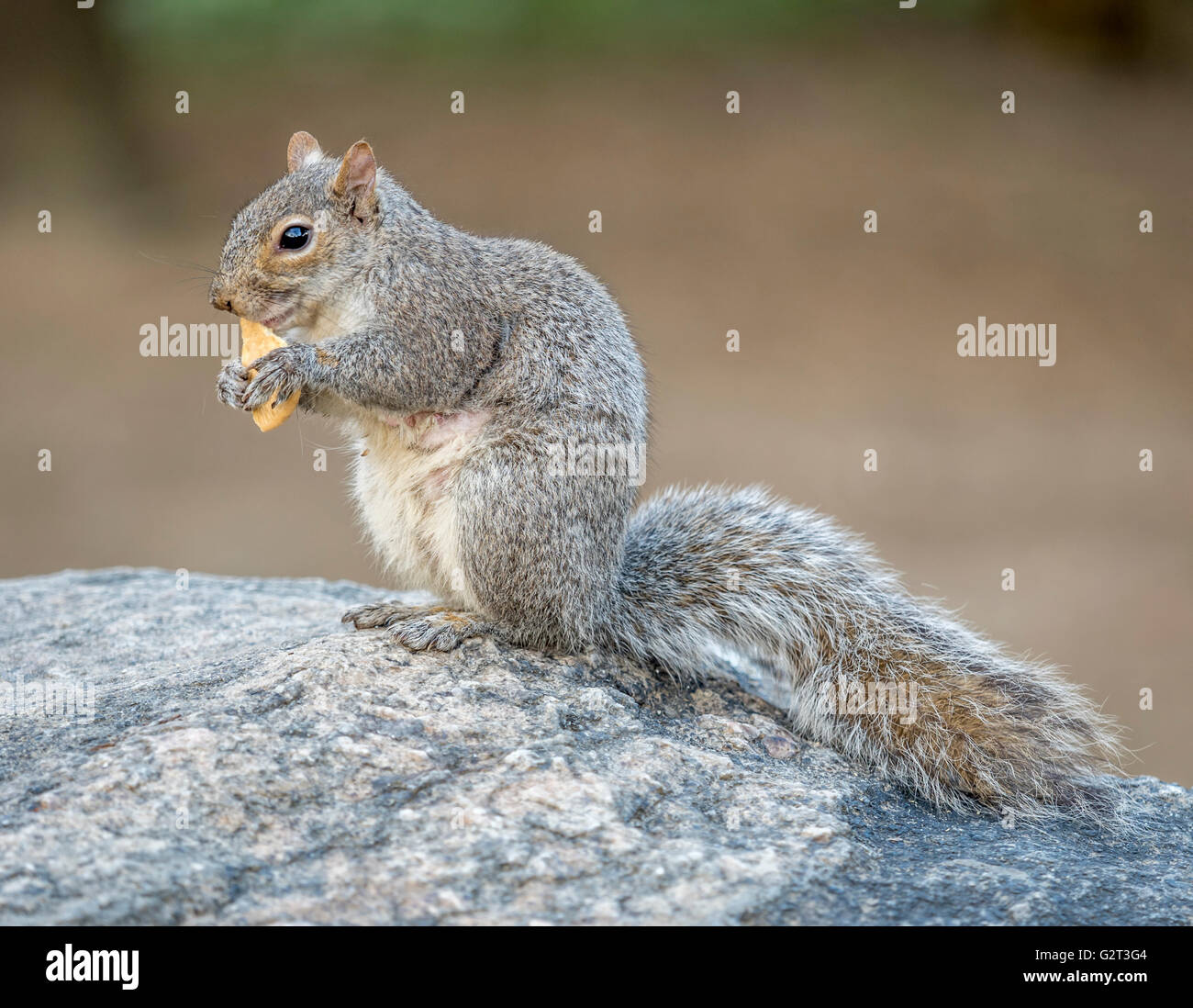 Sciurus carolinensis, common name eastern gray squirrel or grey ...
