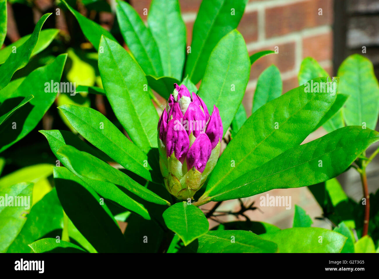 Yellow dwarf azalea hi-res stock photography and images - Alamy