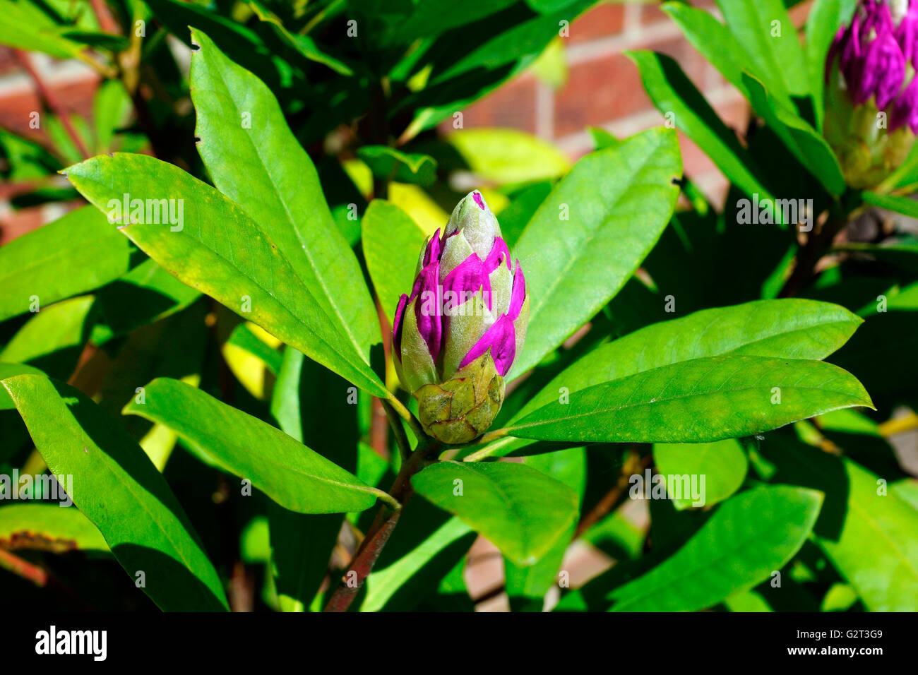 Yellow dwarf azalea hi-res stock photography and images - Alamy