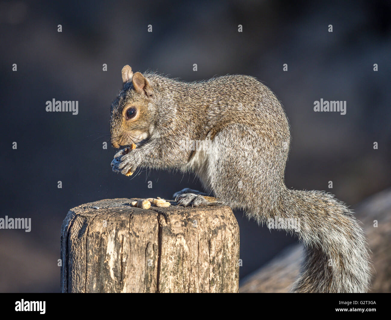 Sciurus carolinensis, common name eastern gray squirrel or grey ...