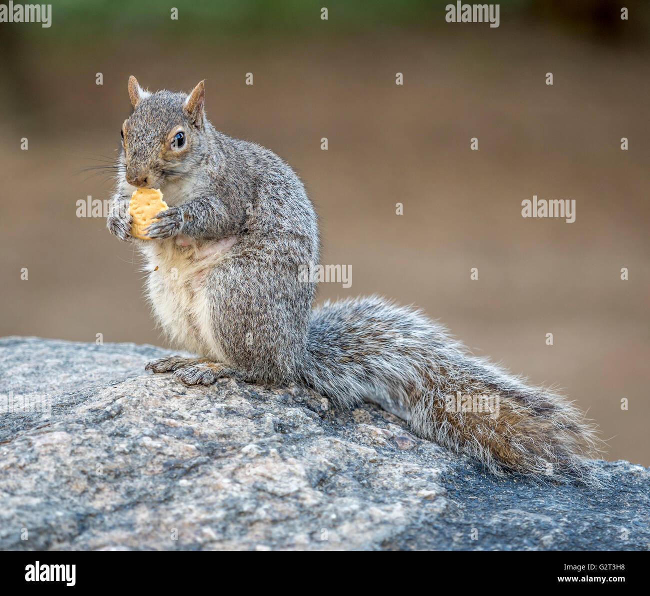 Sciurus carolinensis, common name eastern gray squirrel or grey ...