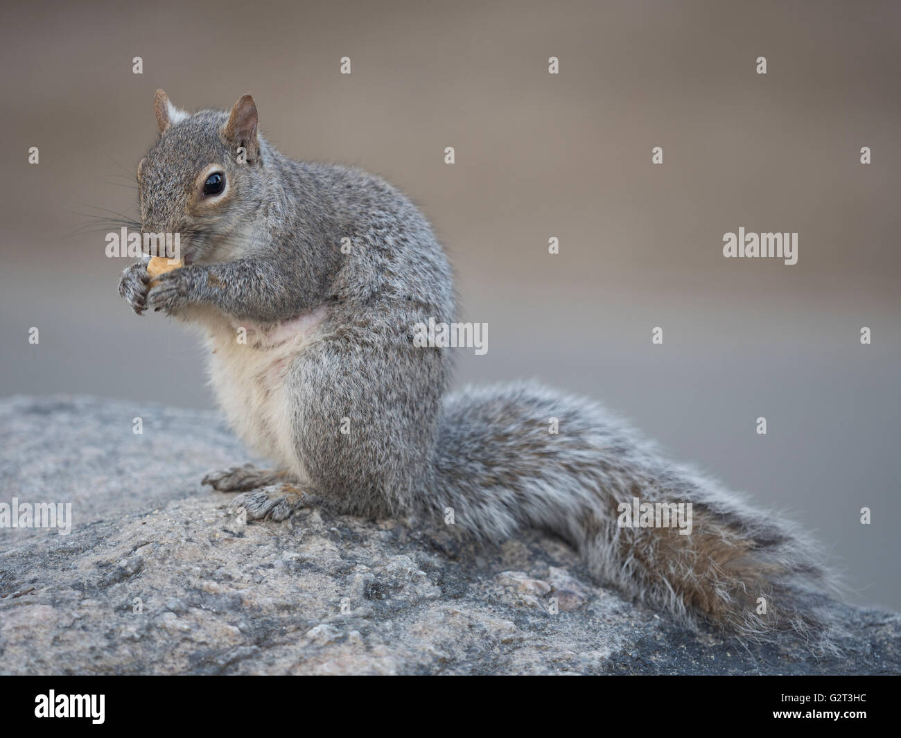 Sciurus carolinensis, common name eastern gray squirrel or grey ...