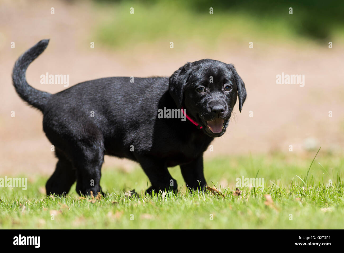 A young Black Labrador Retriever Stock Photo - Alamy