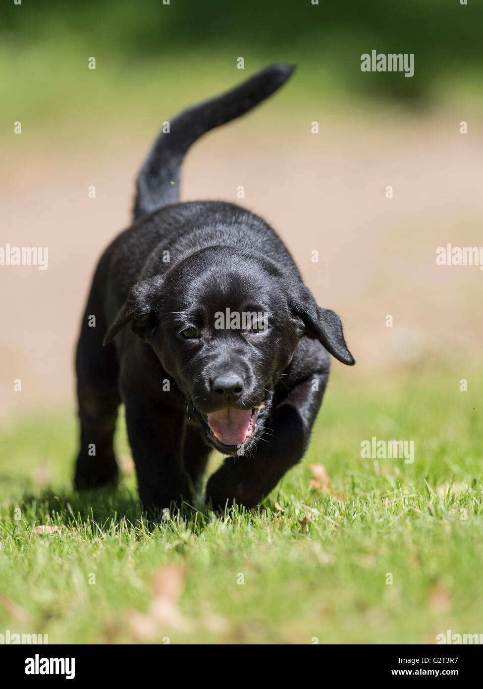 A young Black Labrador Retriever Stock Photo - Alamy