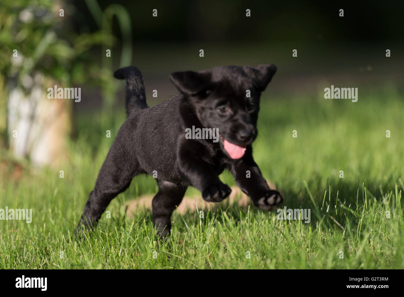 A running Black Labrador puppy Stock Photo - Alamy