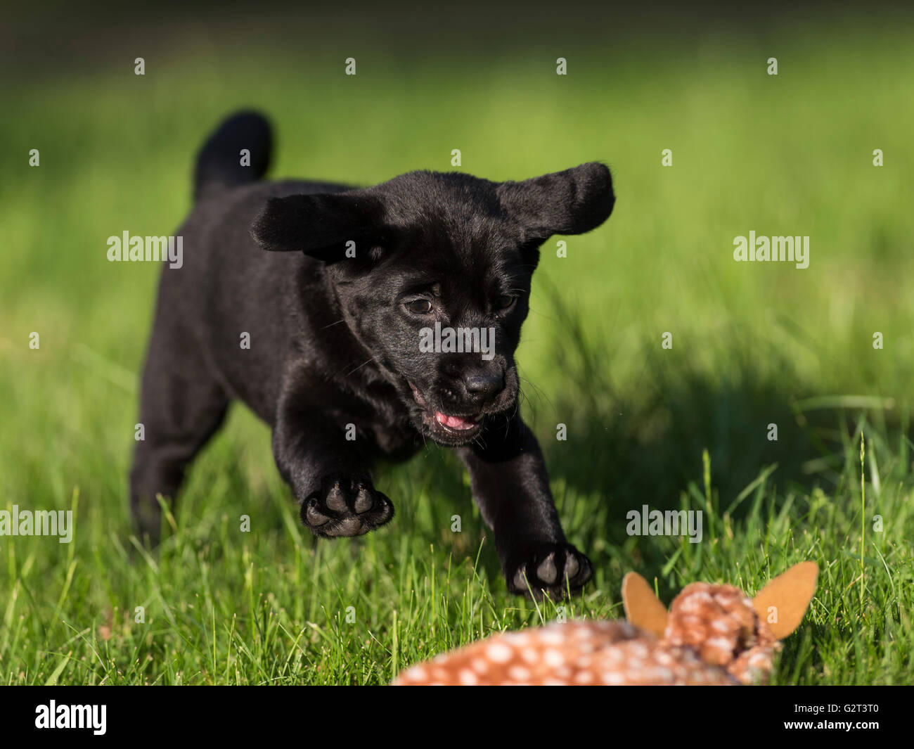 Young black labrador retriever hi-res stock photography and images - Alamy