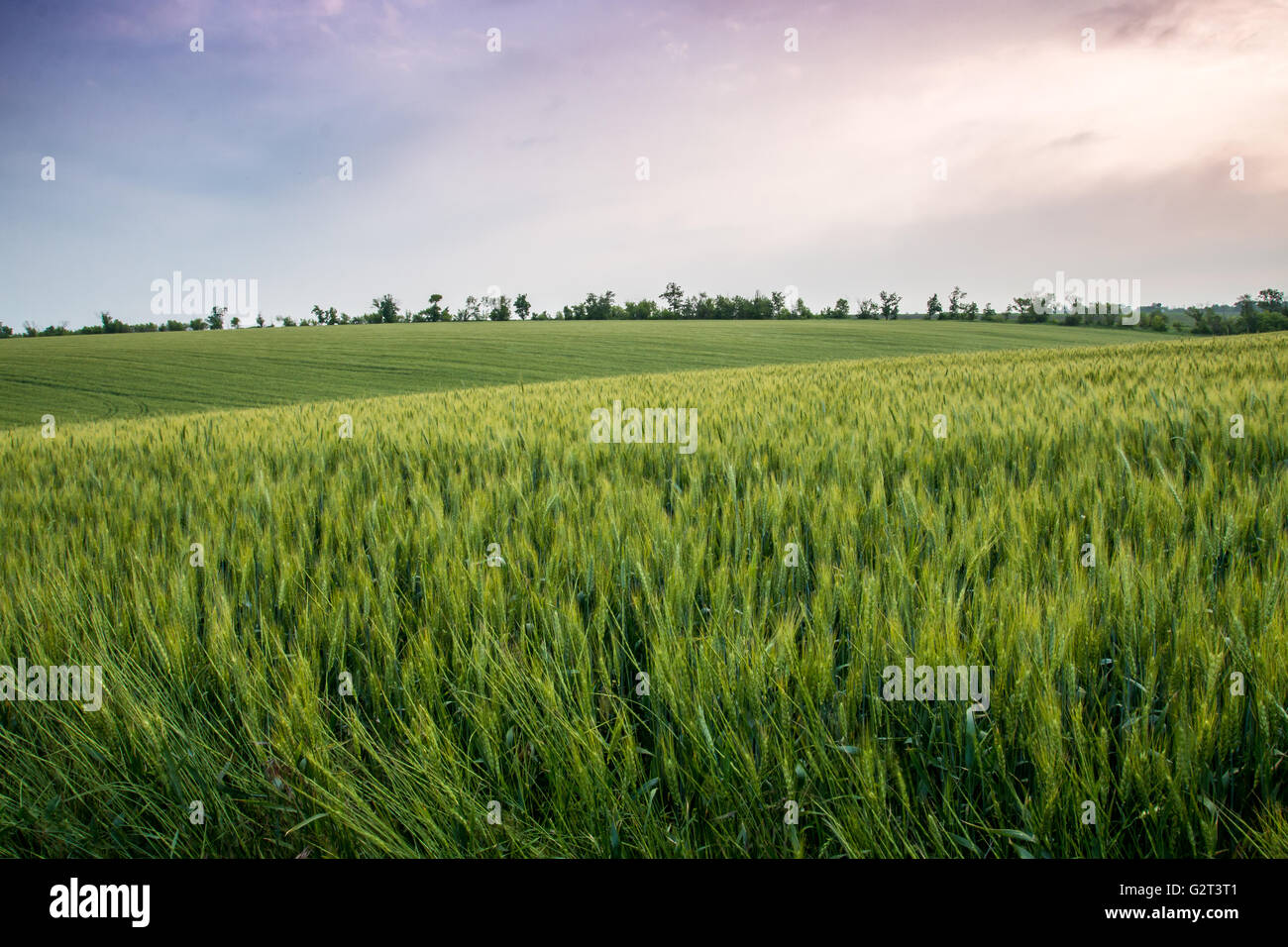 wheat field landscape Stock Photo - Alamy