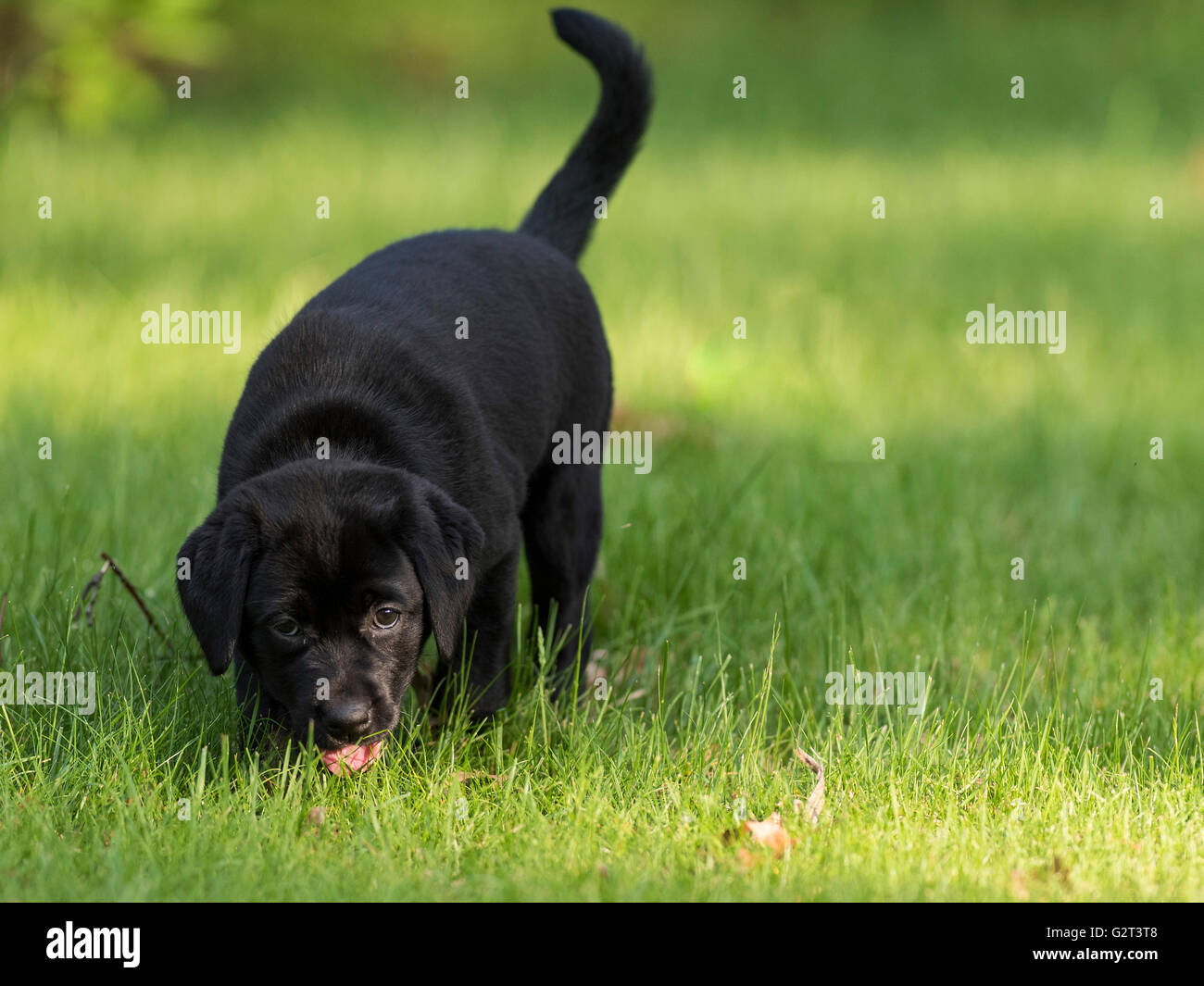 A young Black Labrador Retriever Stock Photo - Alamy