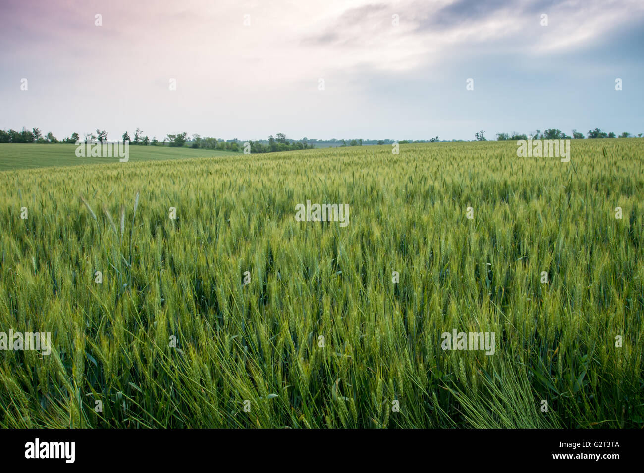 wheat field landscape Stock Photo - Alamy