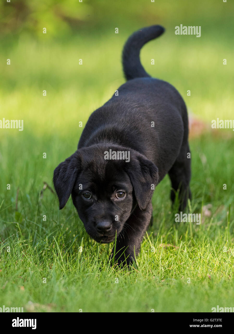 A young Black Labrador Retriever Stock Photo - Alamy