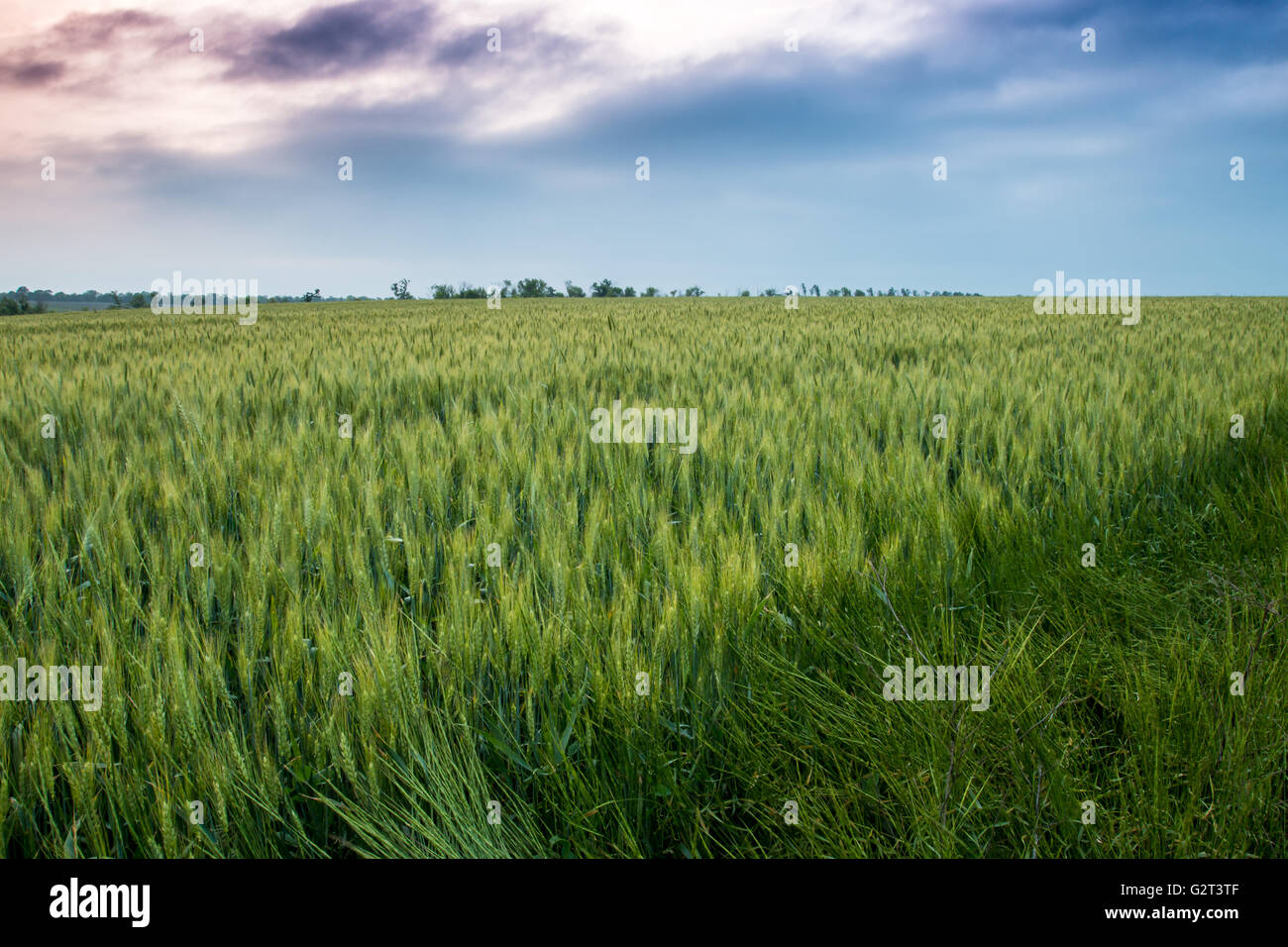 wheat field landscape Stock Photo - Alamy