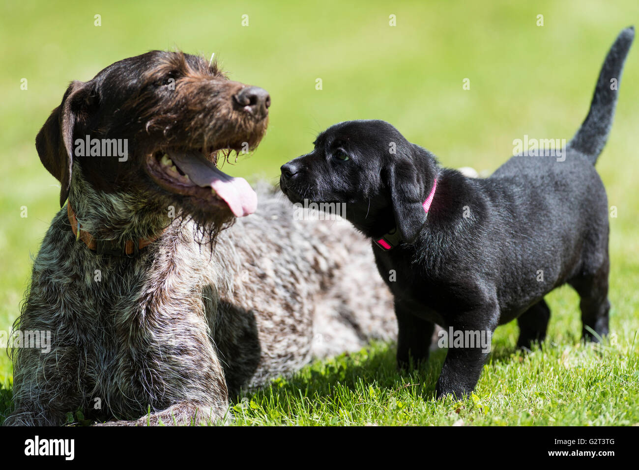 An Adult German Wirehair Pointer and a Black Lab Puppy Stock Photo - Alamy