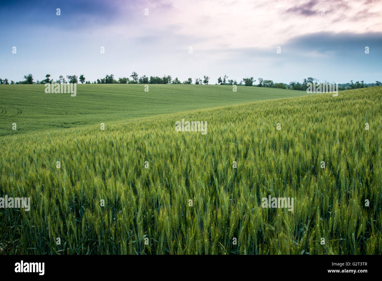 wheat field landscape Stock Photo - Alamy