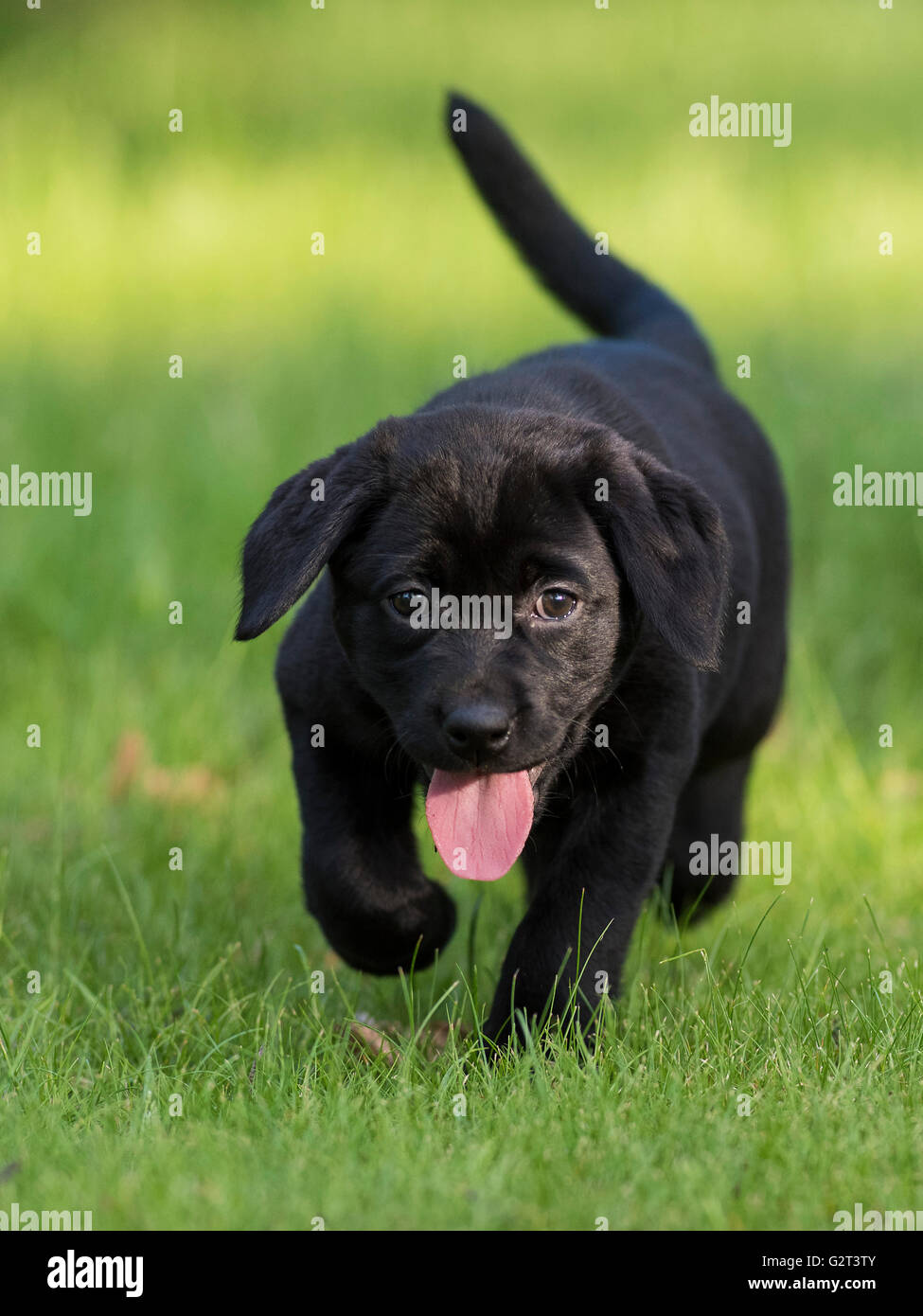 A young Black Labrador Retriever Stock Photo - Alamy