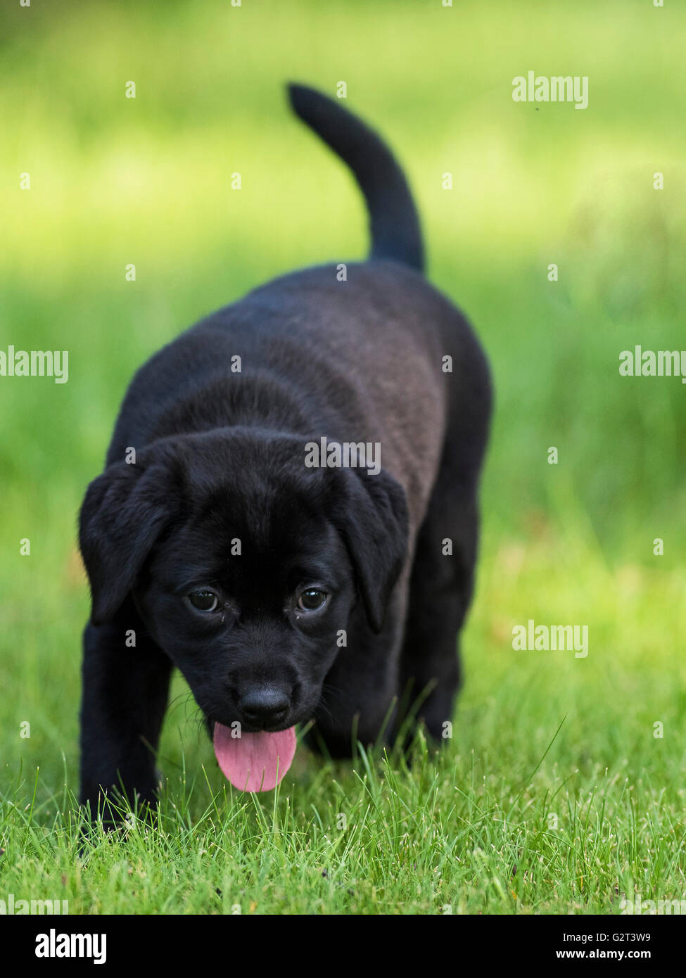 A young Black Labrador Retriever Stock Photo - Alamy