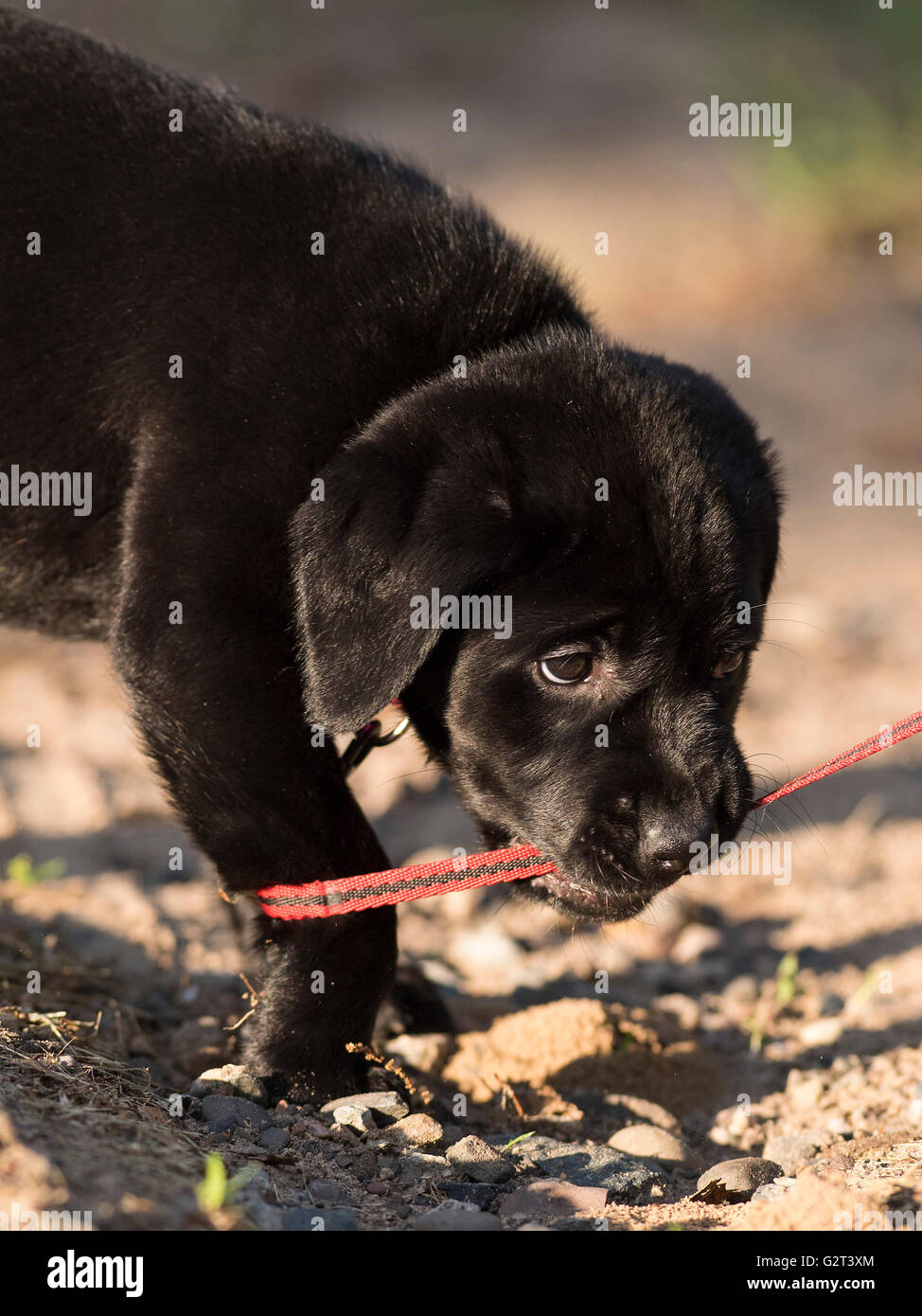 A small Black Labrador Retriever puppy Stock Photo - Alamy