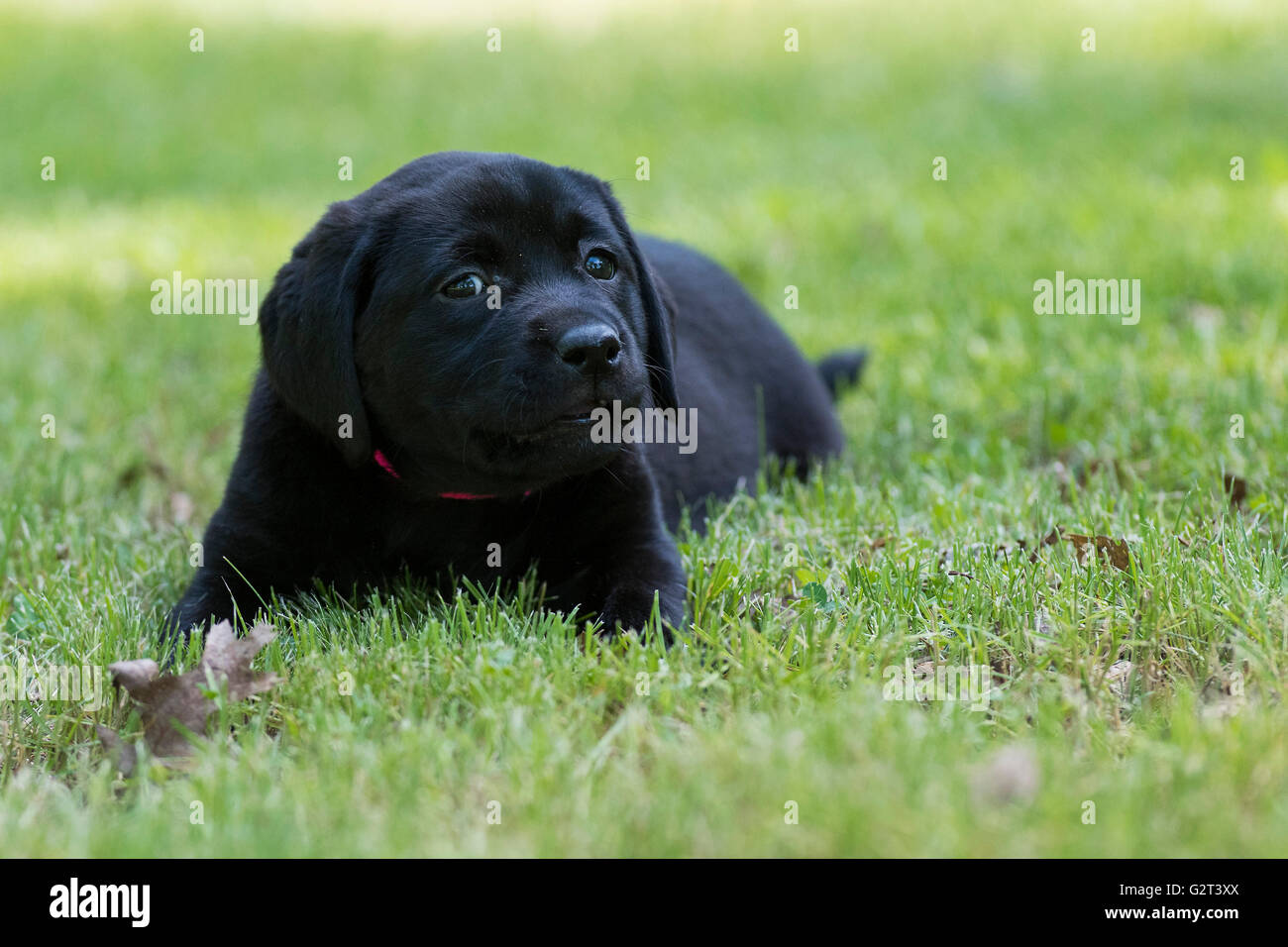 A young Black Labrador Retriever Stock Photo - Alamy