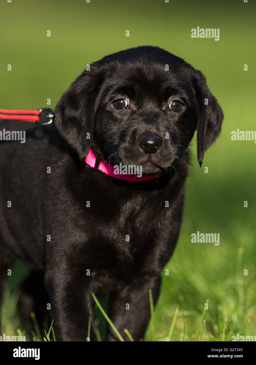 A young Black Labrador Retriever Stock Photo - Alamy