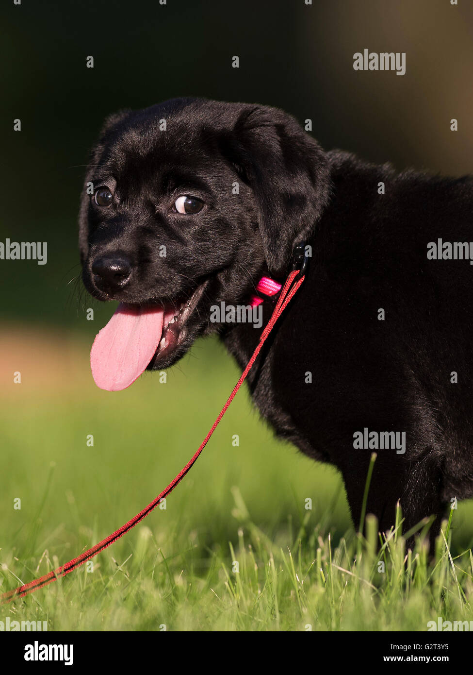 A young Black Labrador Retriever Stock Photo - Alamy