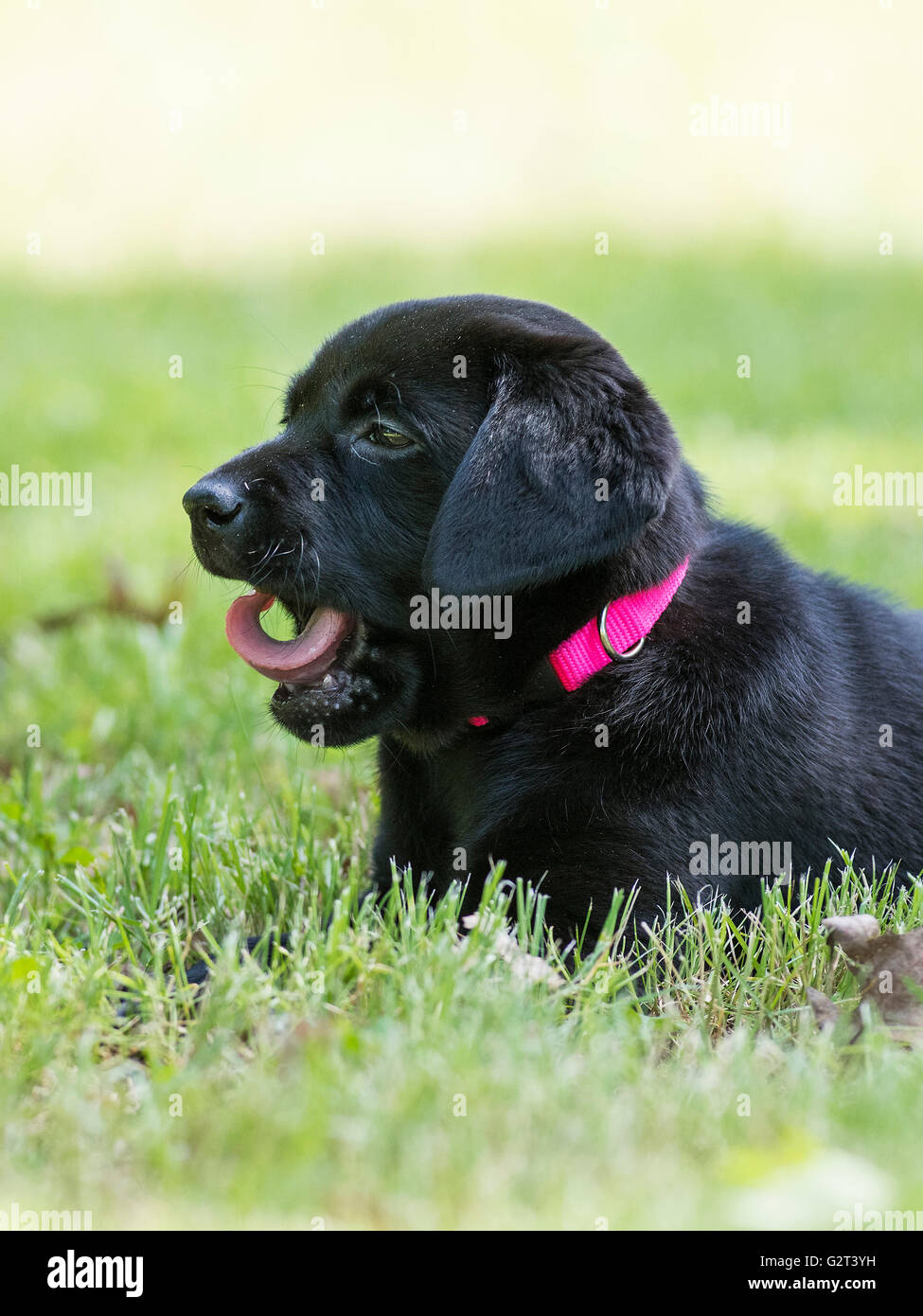 A young Black Labrador Retriever Stock Photo - Alamy