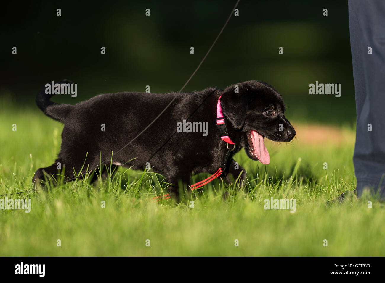 A young Black Labrador Retriever Stock Photo - Alamy