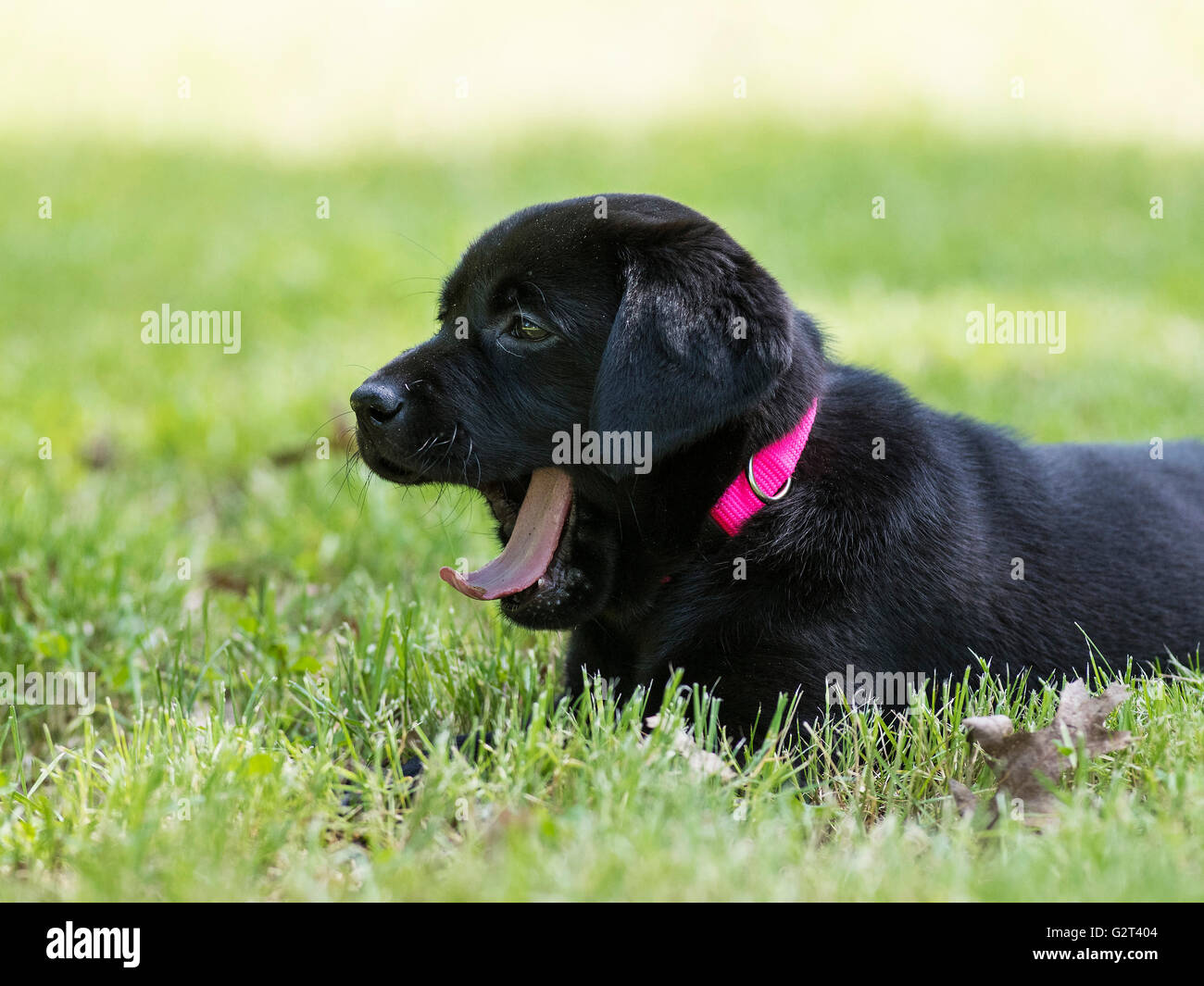 A young Black Labrador Retriever Stock Photo - Alamy