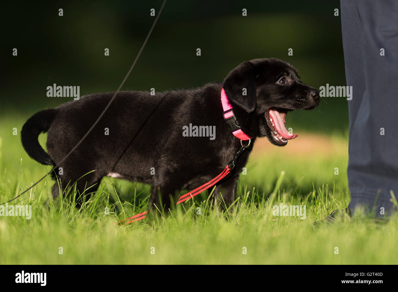 A young Black Labrador Retriever Stock Photo - Alamy