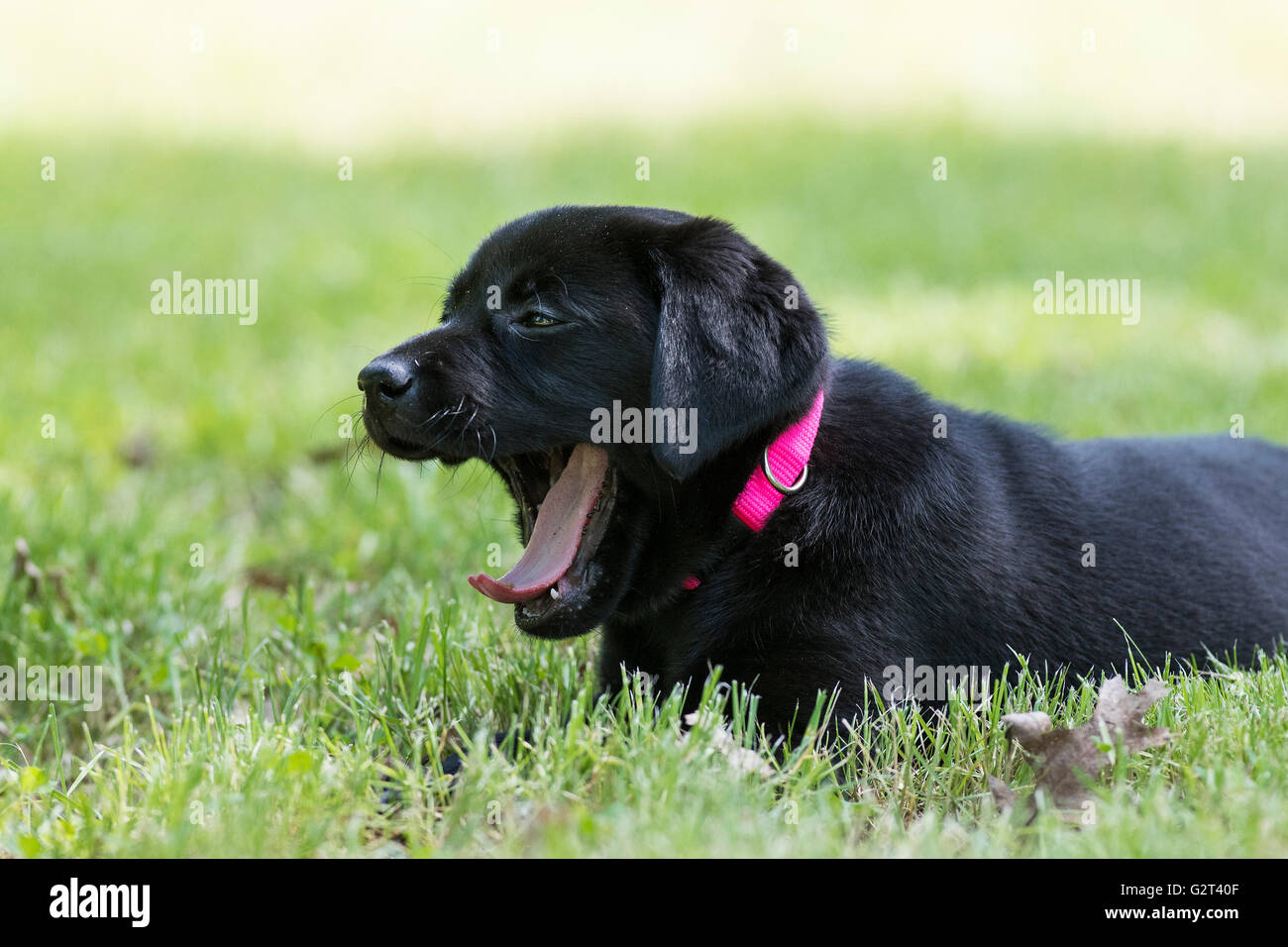 A young Black Labrador Retriever Stock Photo - Alamy