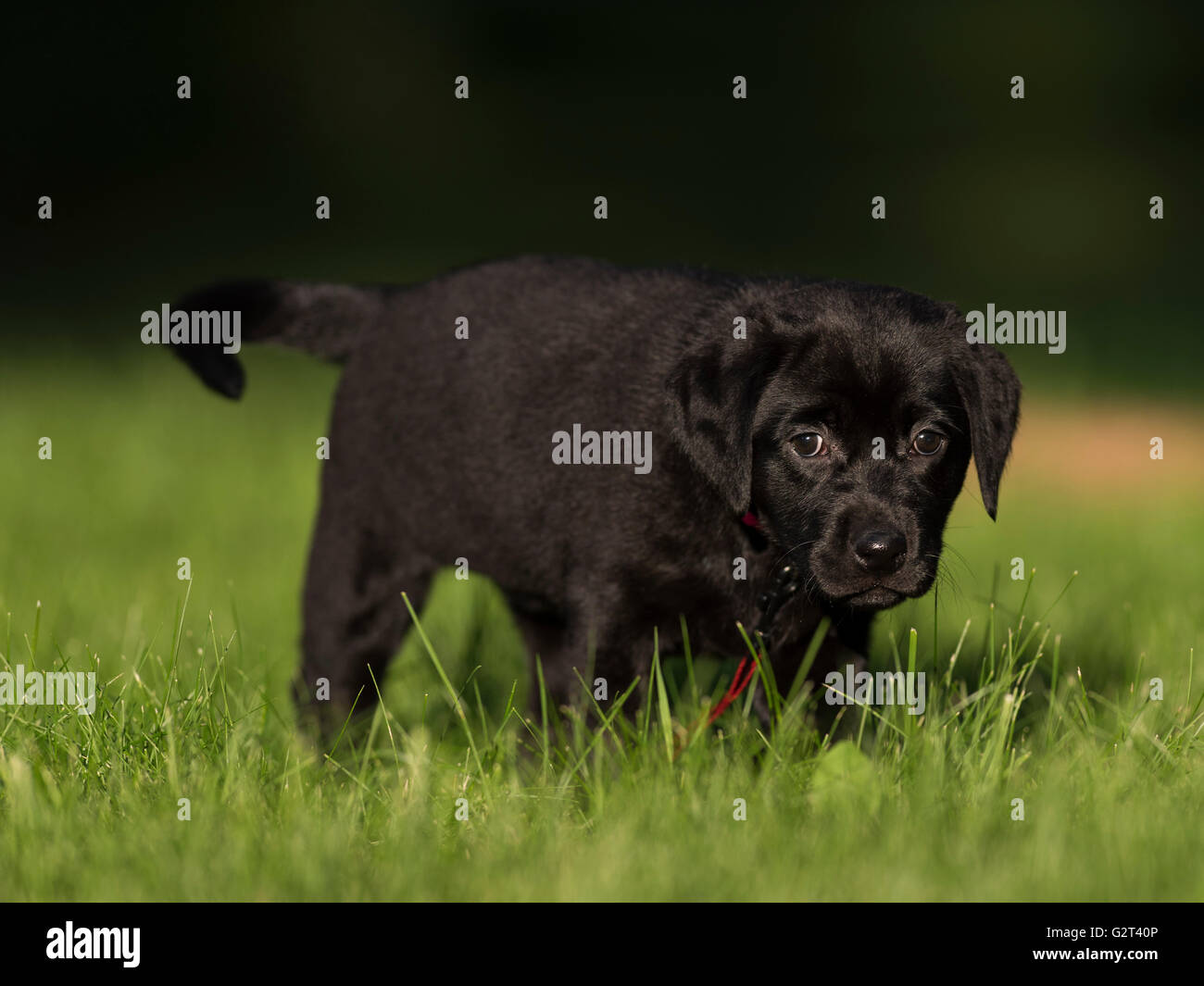 A young Black Labrador Retriever Stock Photo - Alamy