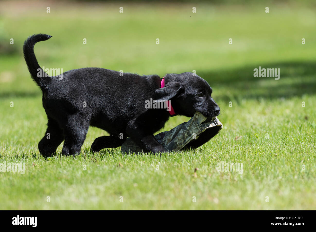 A Black Lab puppy retrieving a training dummy Stock Photo - Alamy