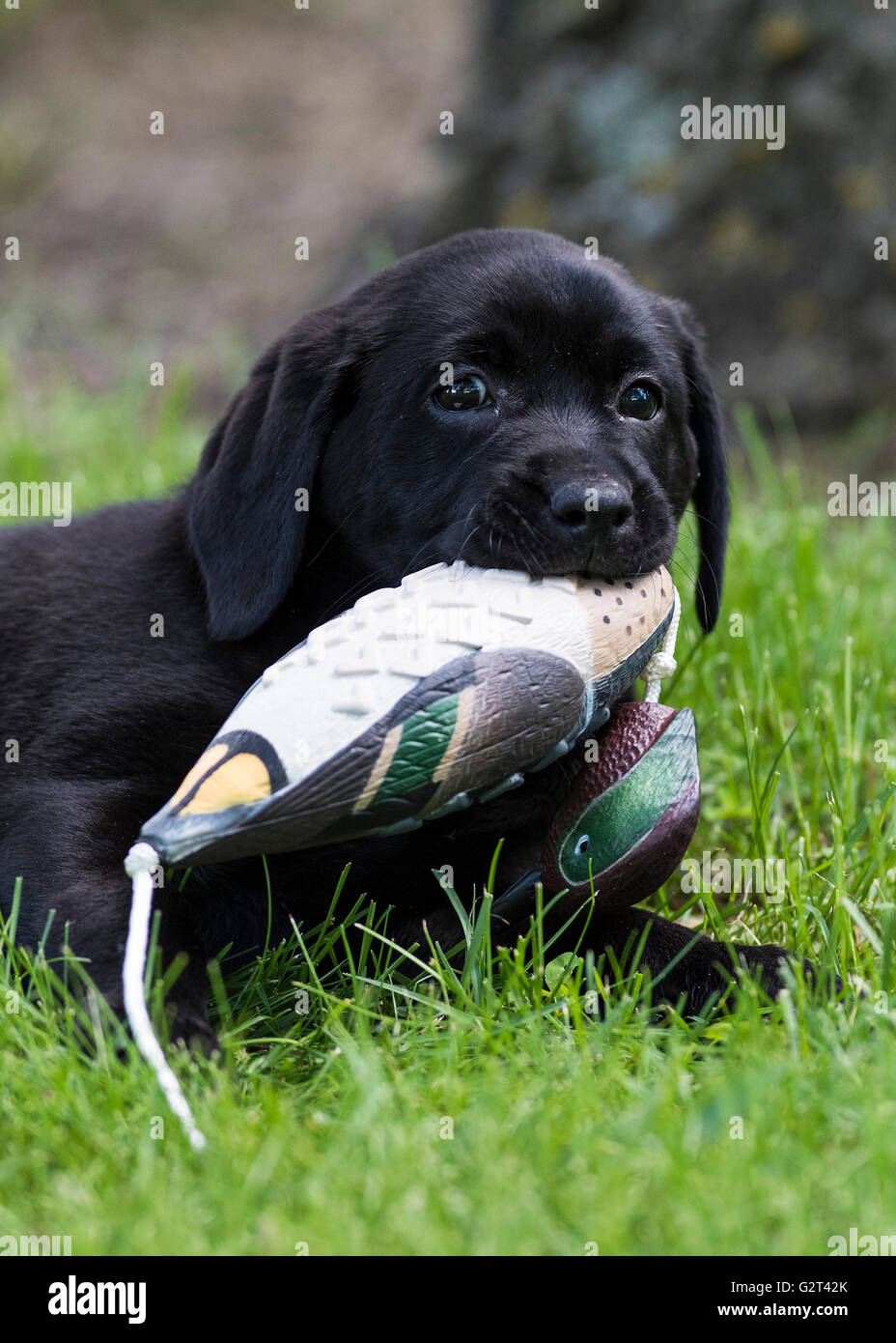 A Black Lab puppy retrieving a training dummy Stock Photo - Alamy