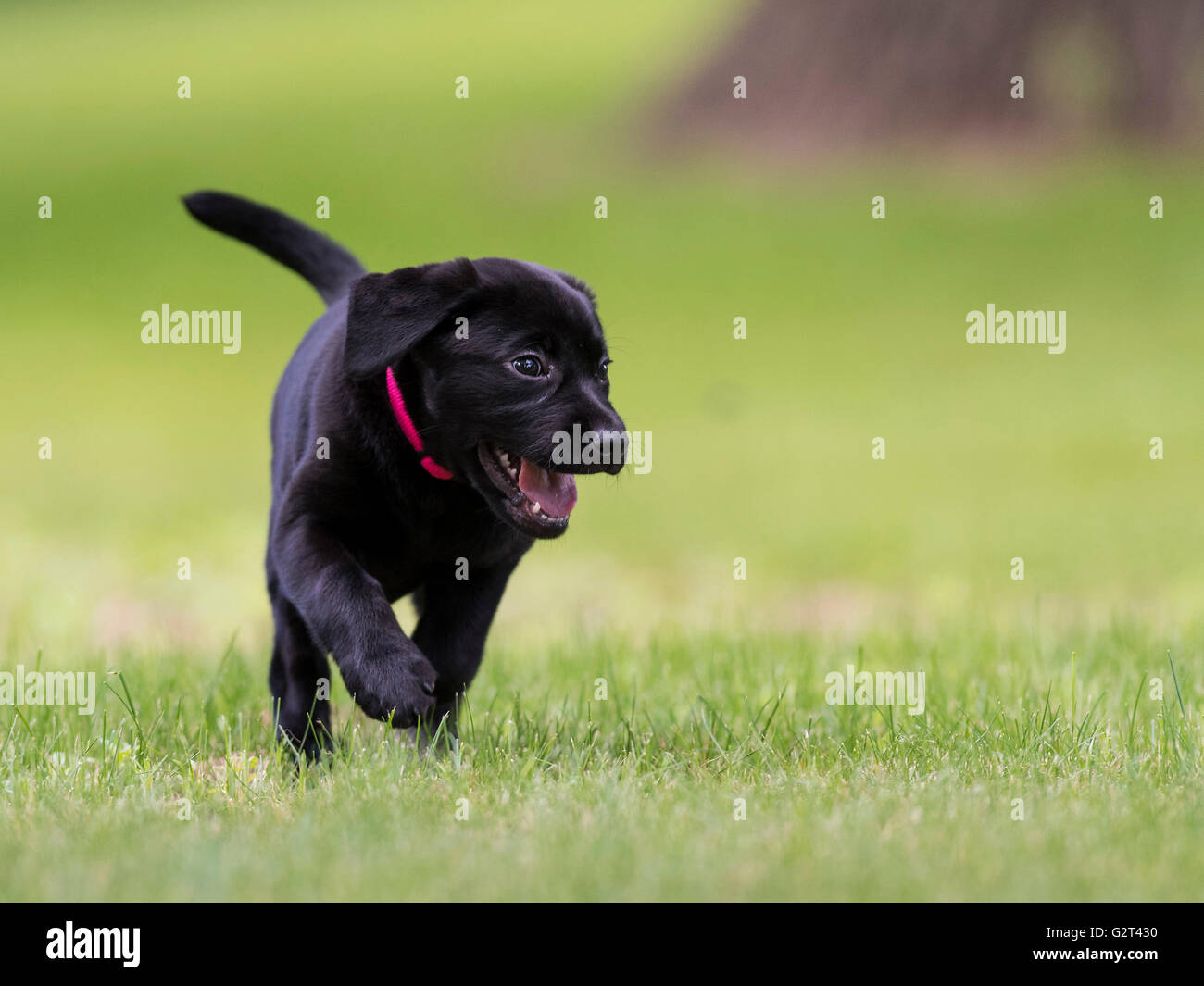 A running Black Labrador puppy Stock Photo - Alamy