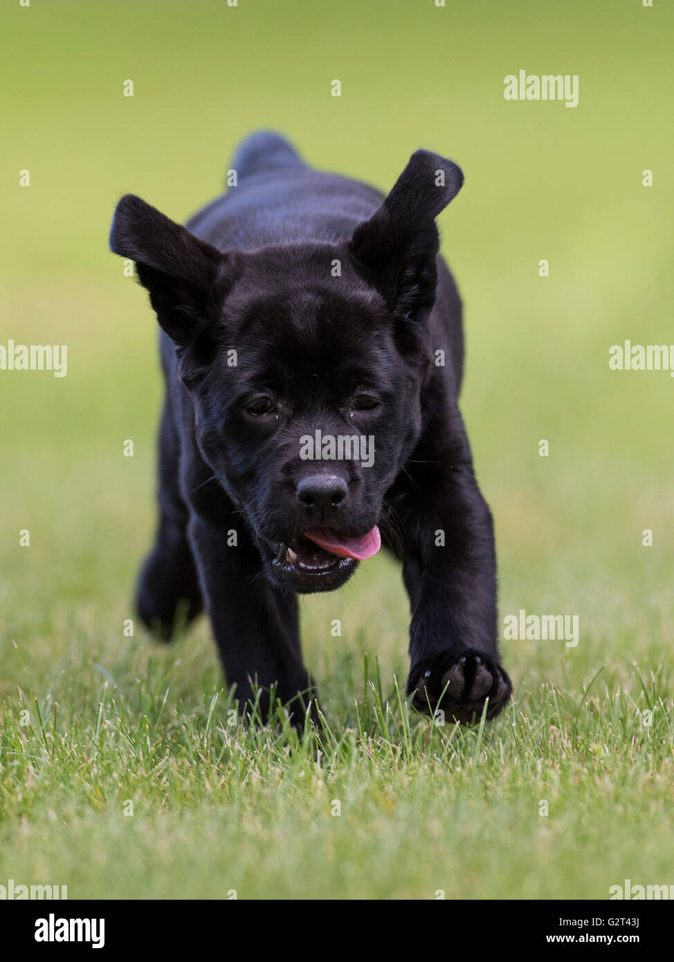 A running Black Labrador puppy Stock Photo - Alamy