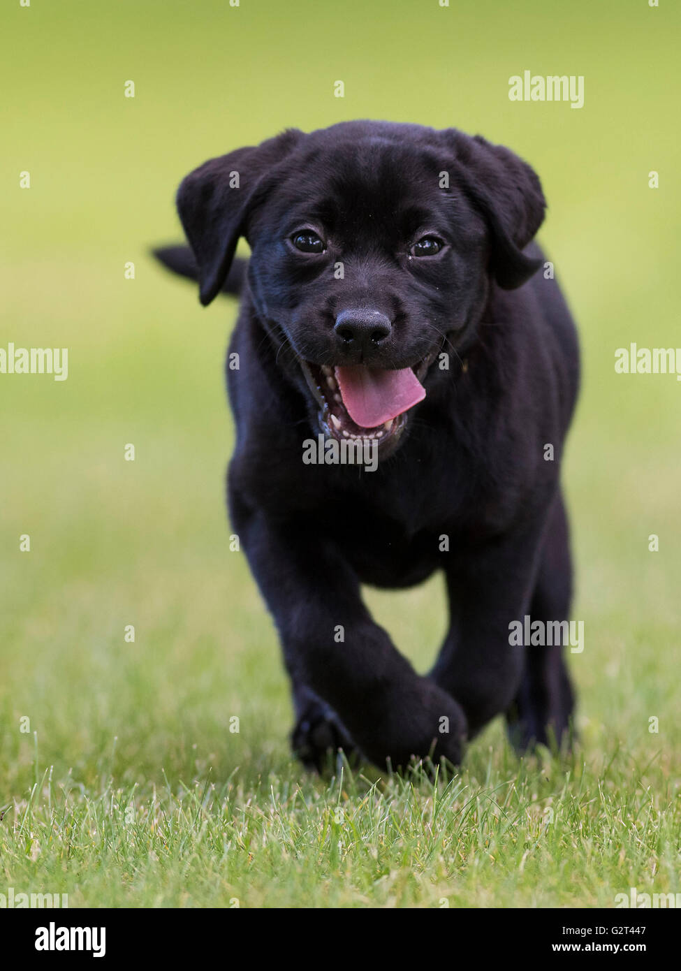 A running Black Labrador puppy Stock Photo - Alamy