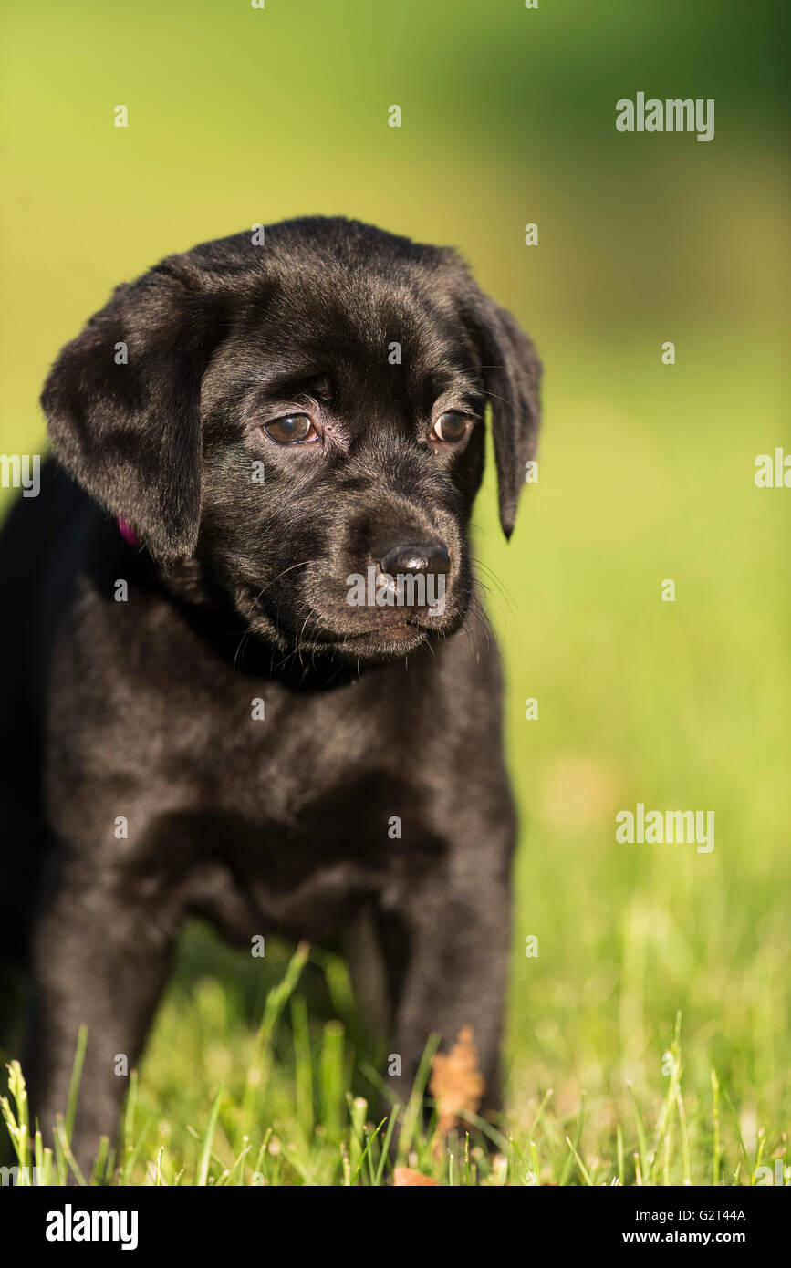 A young Black Labrador Retriever Stock Photo - Alamy