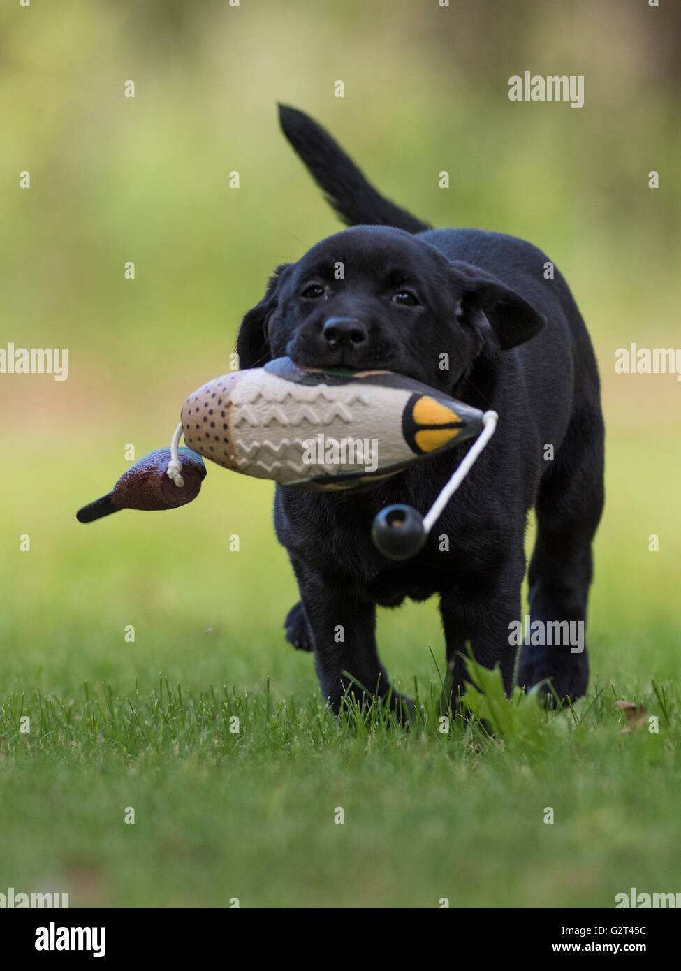 A Black Lab puppy retrieving a training dummy Stock Photo - Alamy