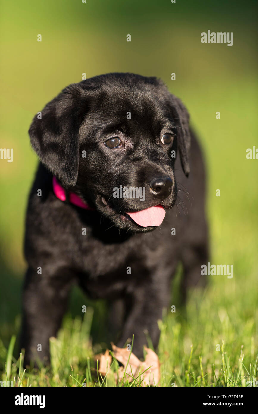 A young Black Labrador Retriever Stock Photo - Alamy