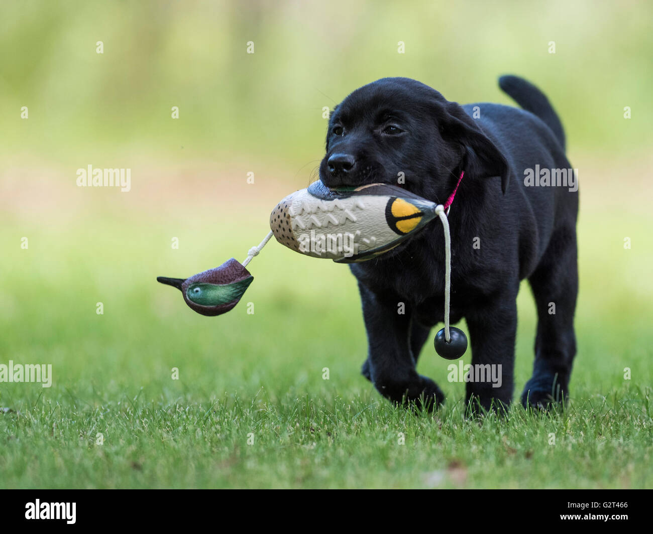 Lab retrieving bumper hi-res stock photography and images - Alamy