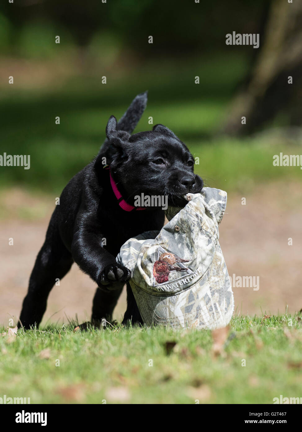 Black Lab Puppy playing and retrieving Stock Photo - Alamy