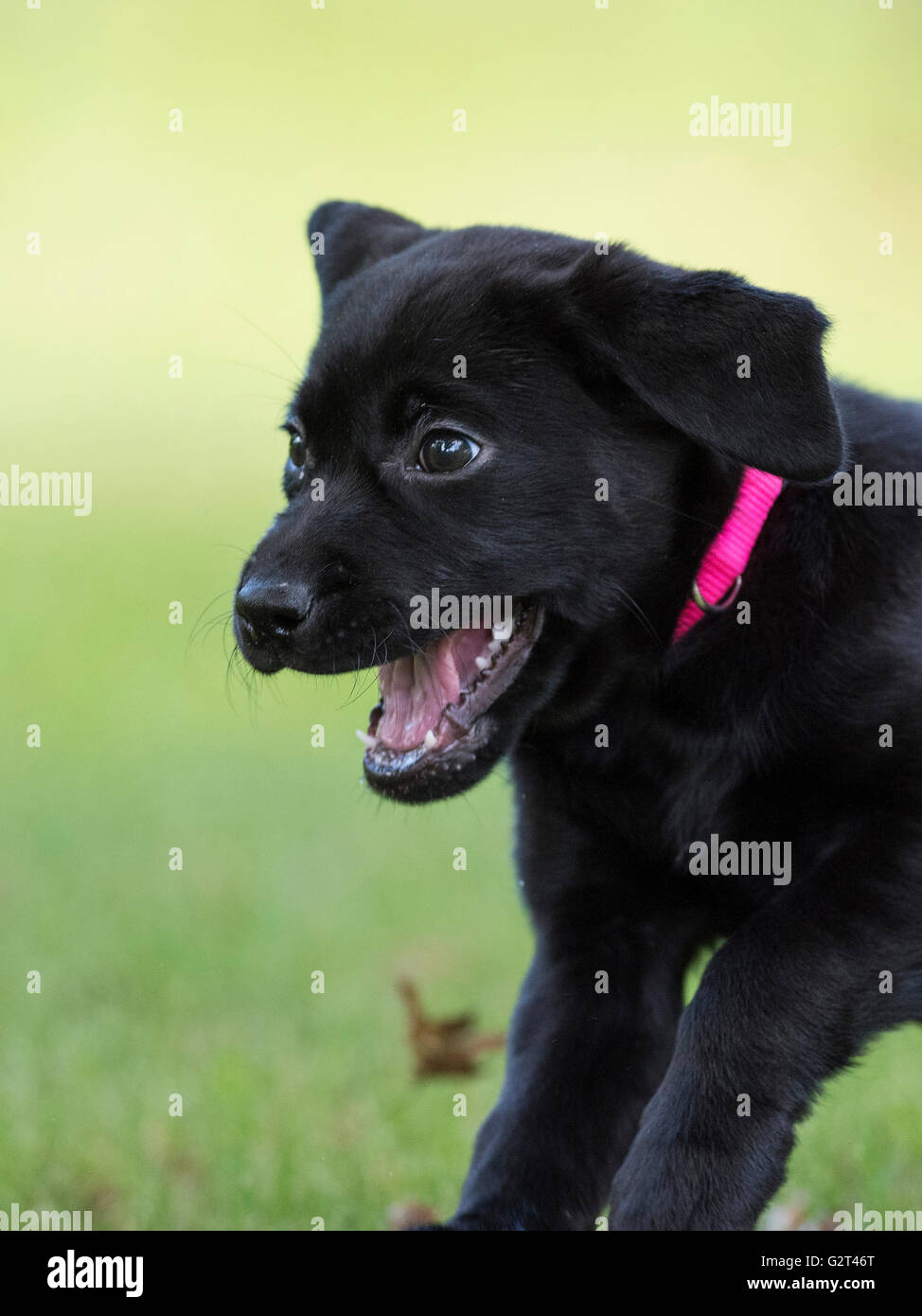 A running Black Labrador puppy Stock Photo - Alamy