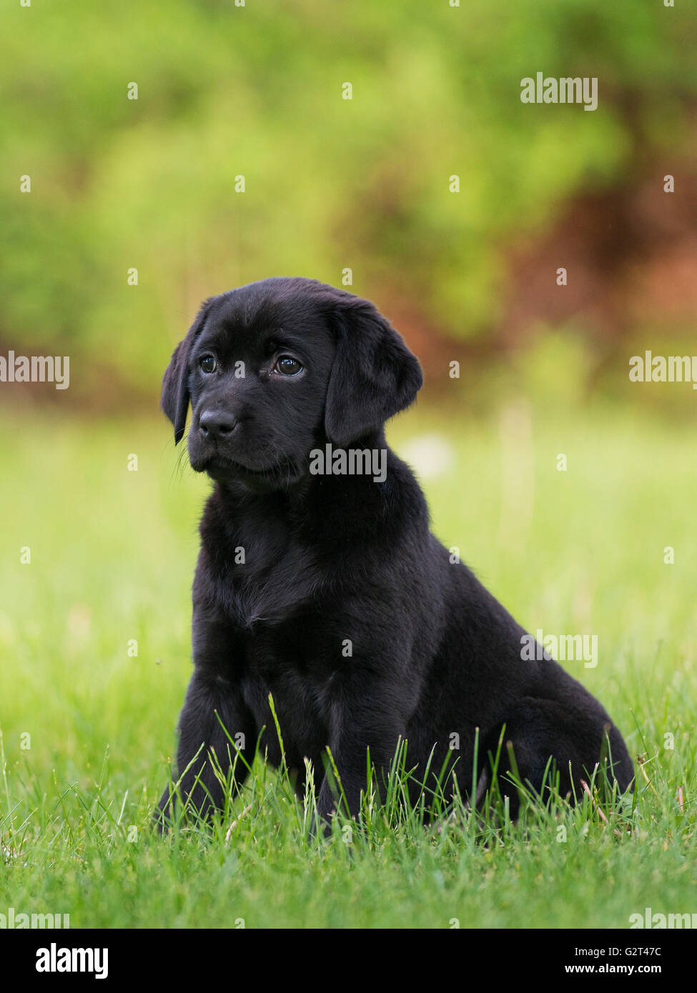 A young Black Labrador Retriever Stock Photo - Alamy