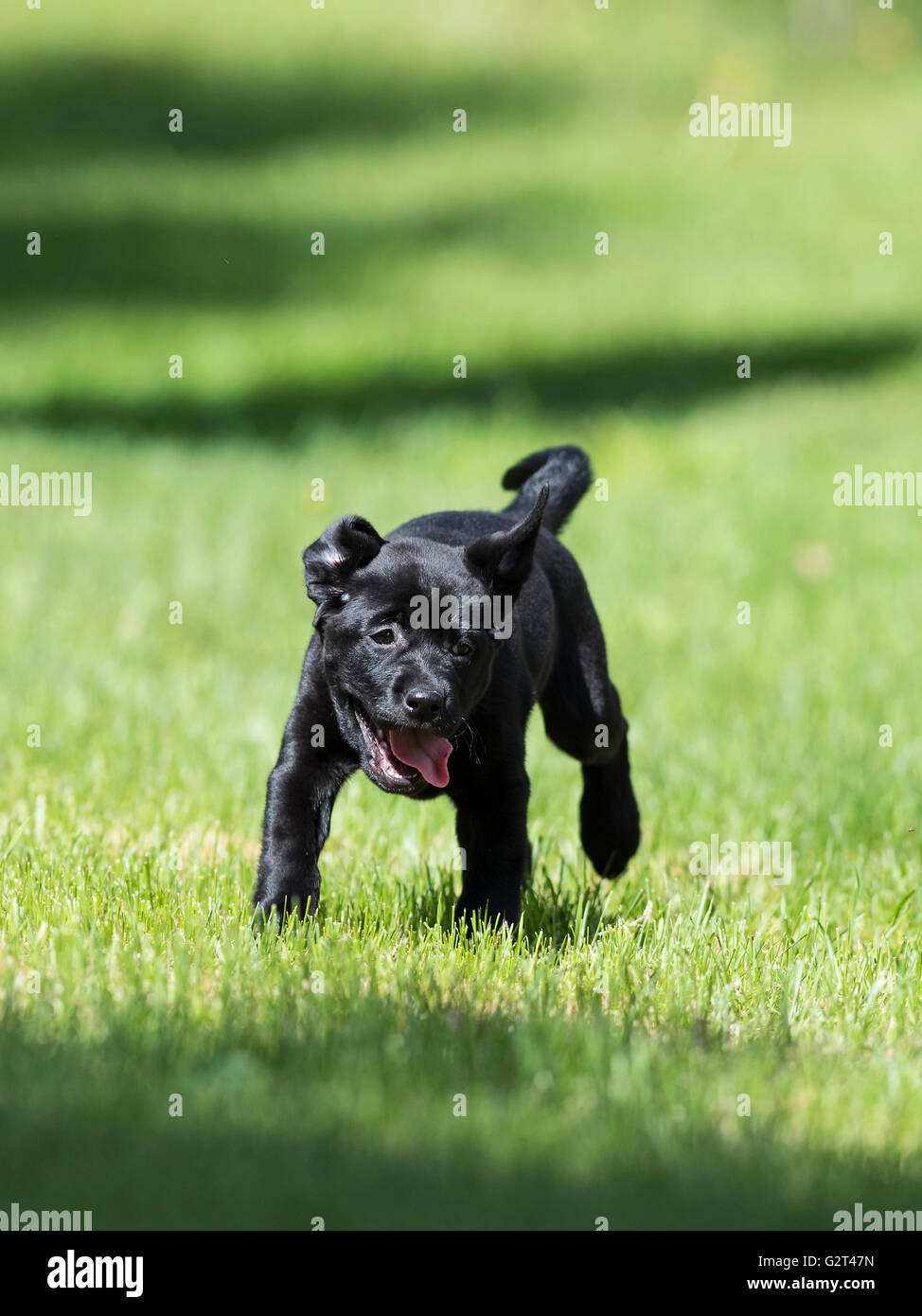 A young Black Labrador Retriever Stock Photo - Alamy