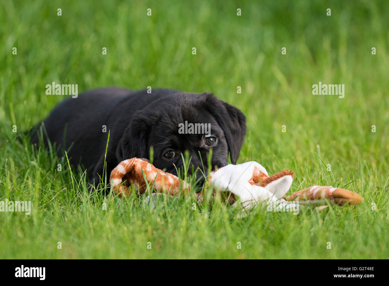 Black Lab Puppy playing and retrieving Stock Photo - Alamy