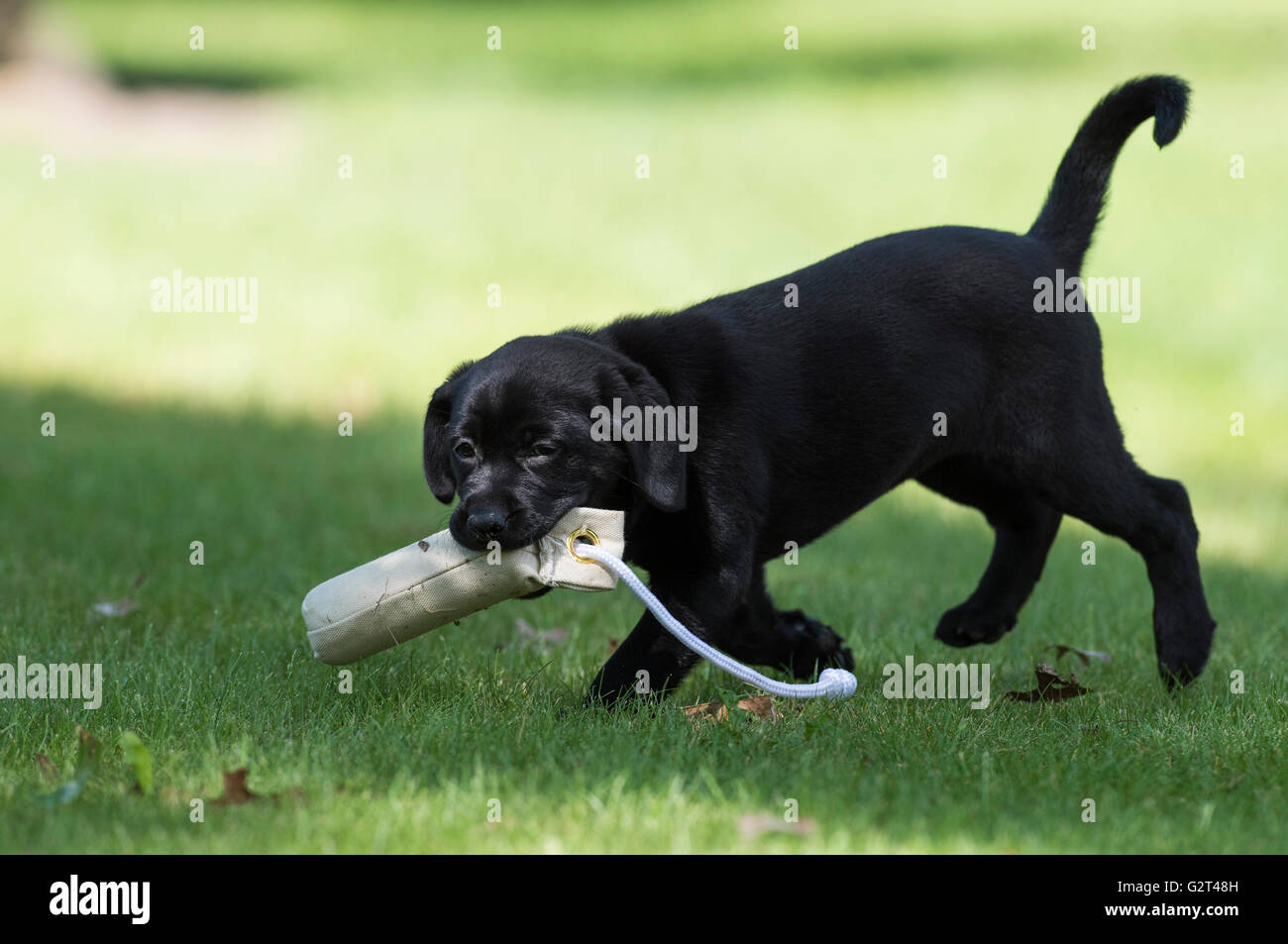 A Black Labrador Retriever retrieving a training bumper Stock Photo - Alamy