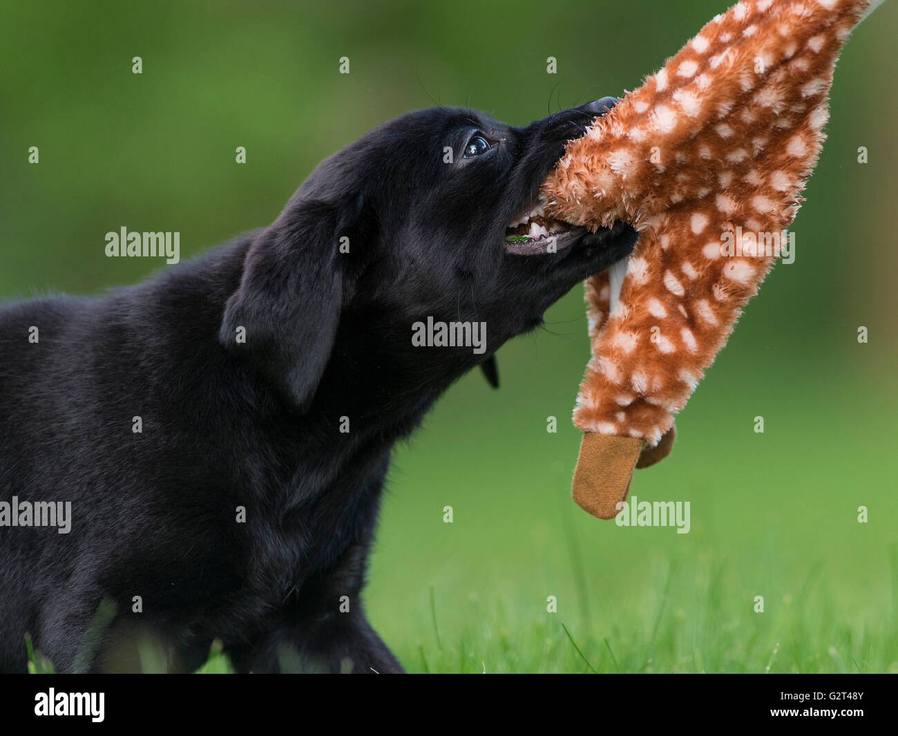 Lab puppy hi-res stock photography and images - Alamy
