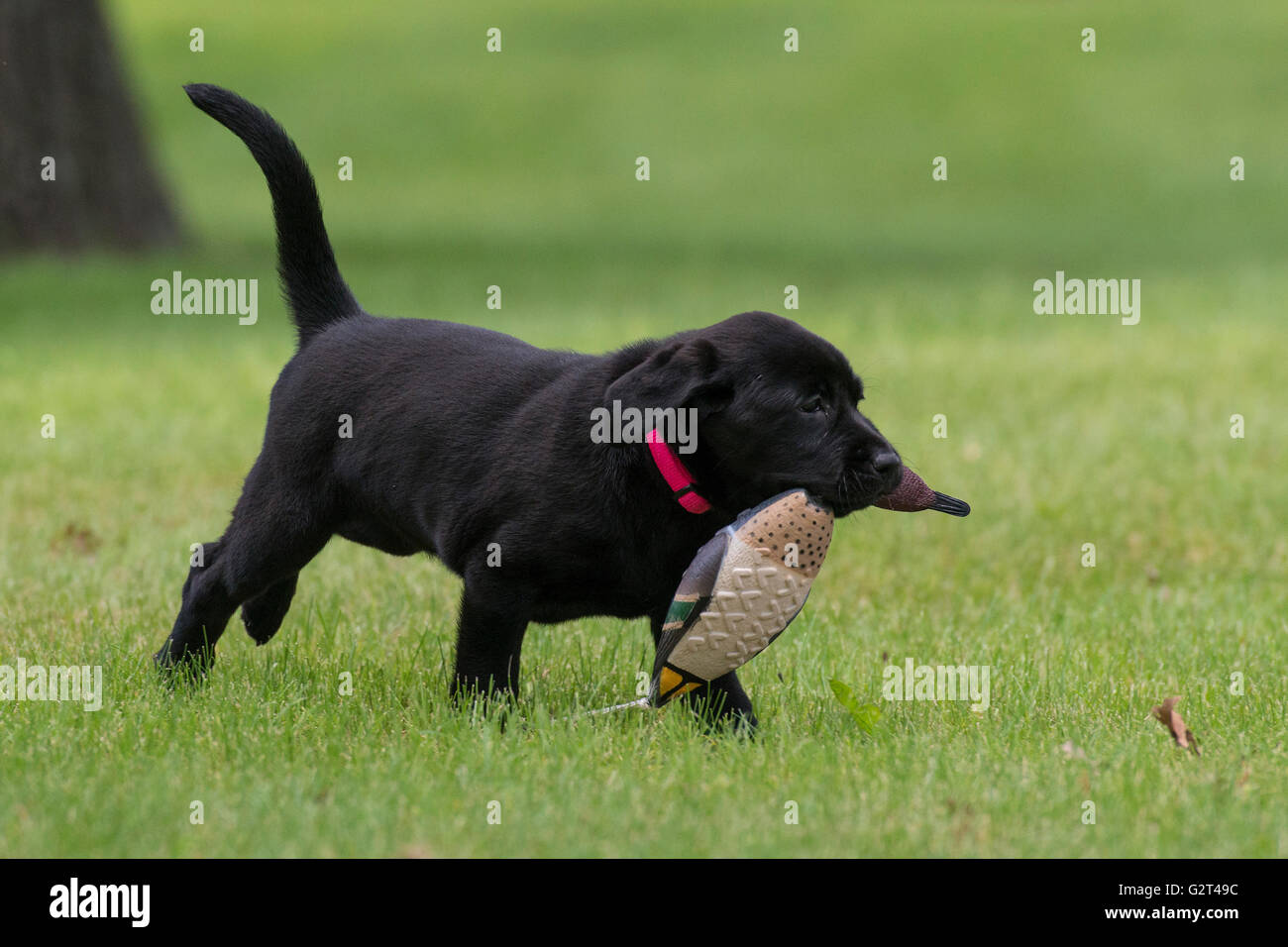 A Black Lab puppy retrieving a training dummy Stock Photo - Alamy