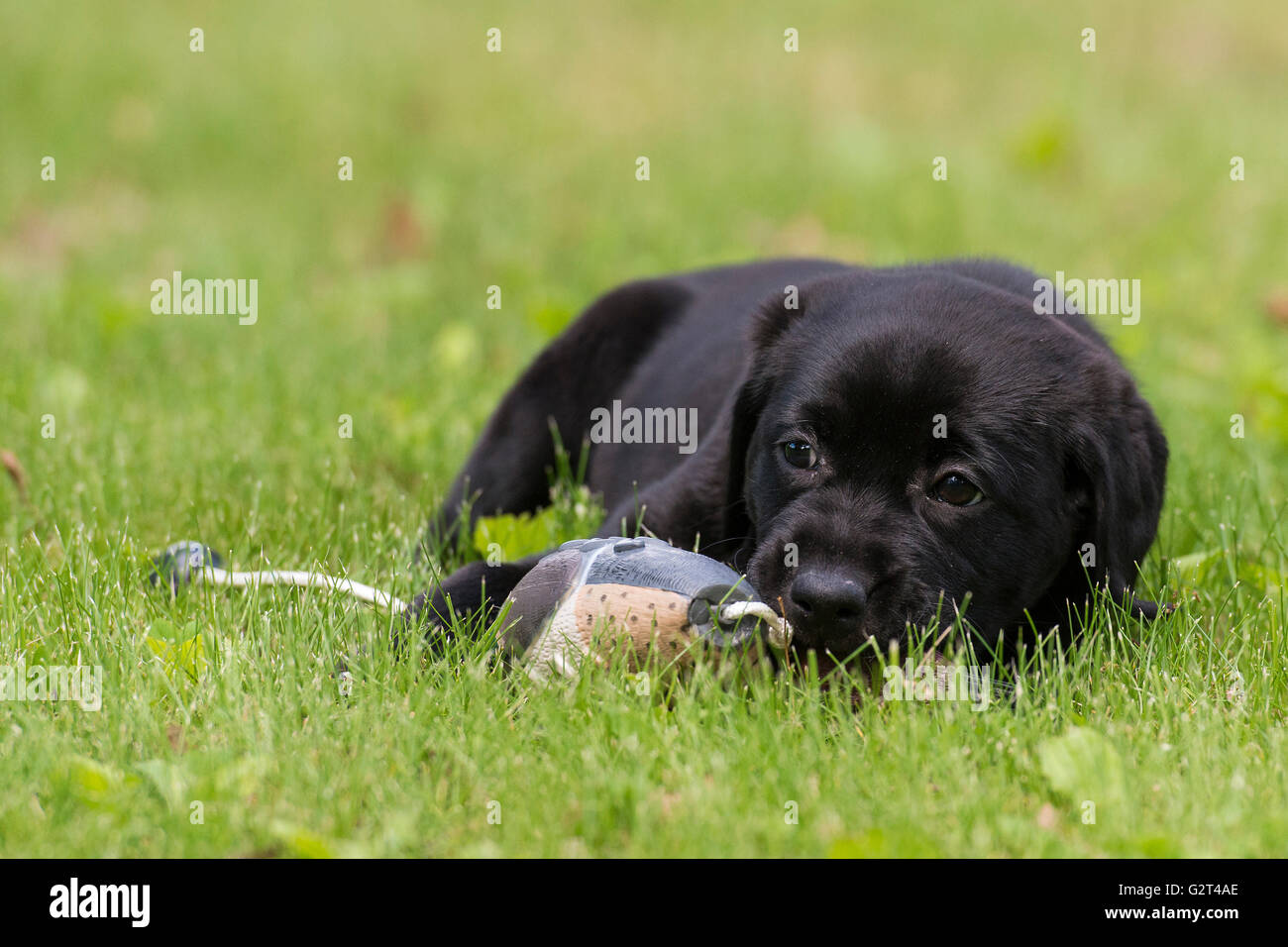 Lab retrieving bumper hi-res stock photography and images - Alamy