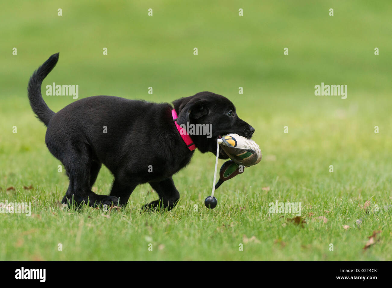 A Black Lab puppy retrieving a training dummy Stock Photo - Alamy