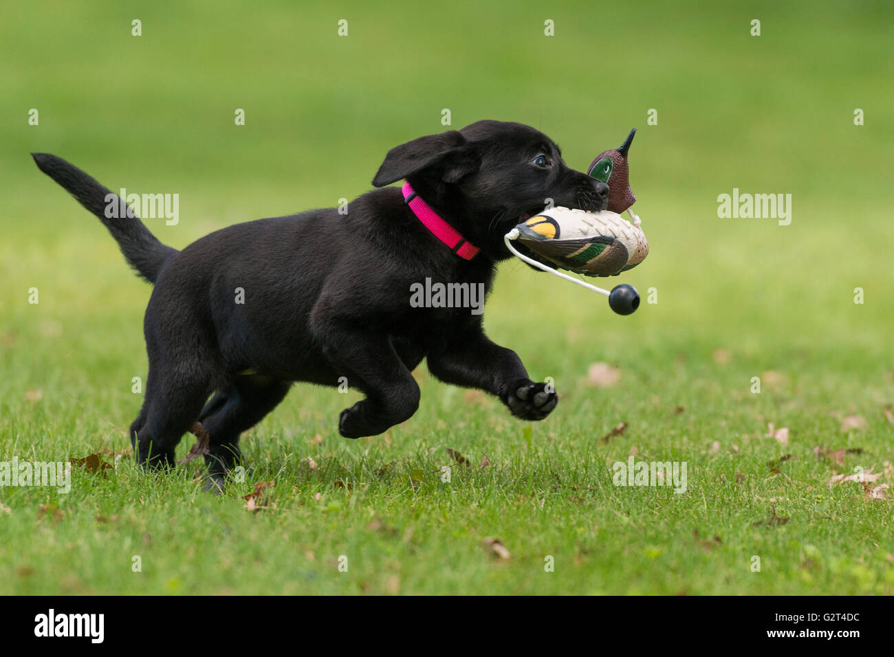 A Black Lab puppy retrieving a training dummy Stock Photo - Alamy
