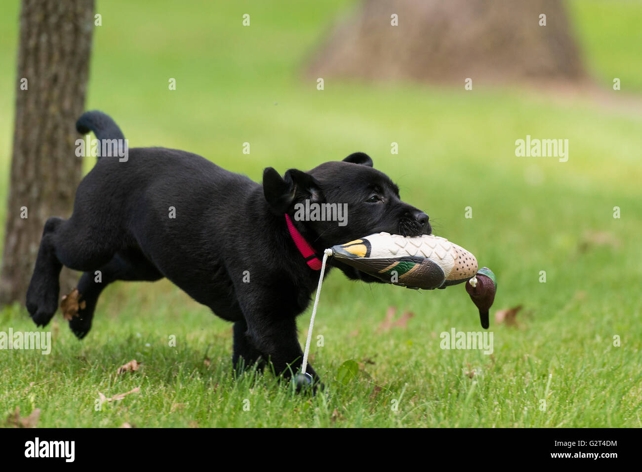 A Black Lab puppy retrieving a training dummy Stock Photo - Alamy